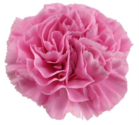 Carnation Single