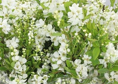 Bloeiend Heester [flower-shrub