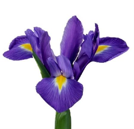 Iris