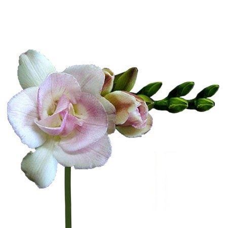 Freesia