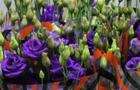 Eustoma