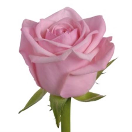Roses Gr