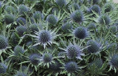 Eryngium