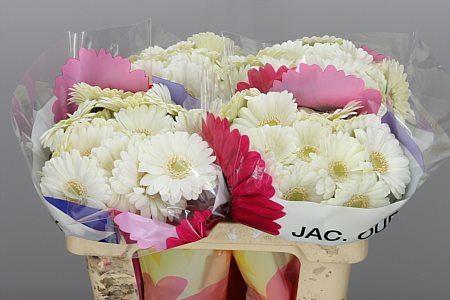 Gerbera/ Germini