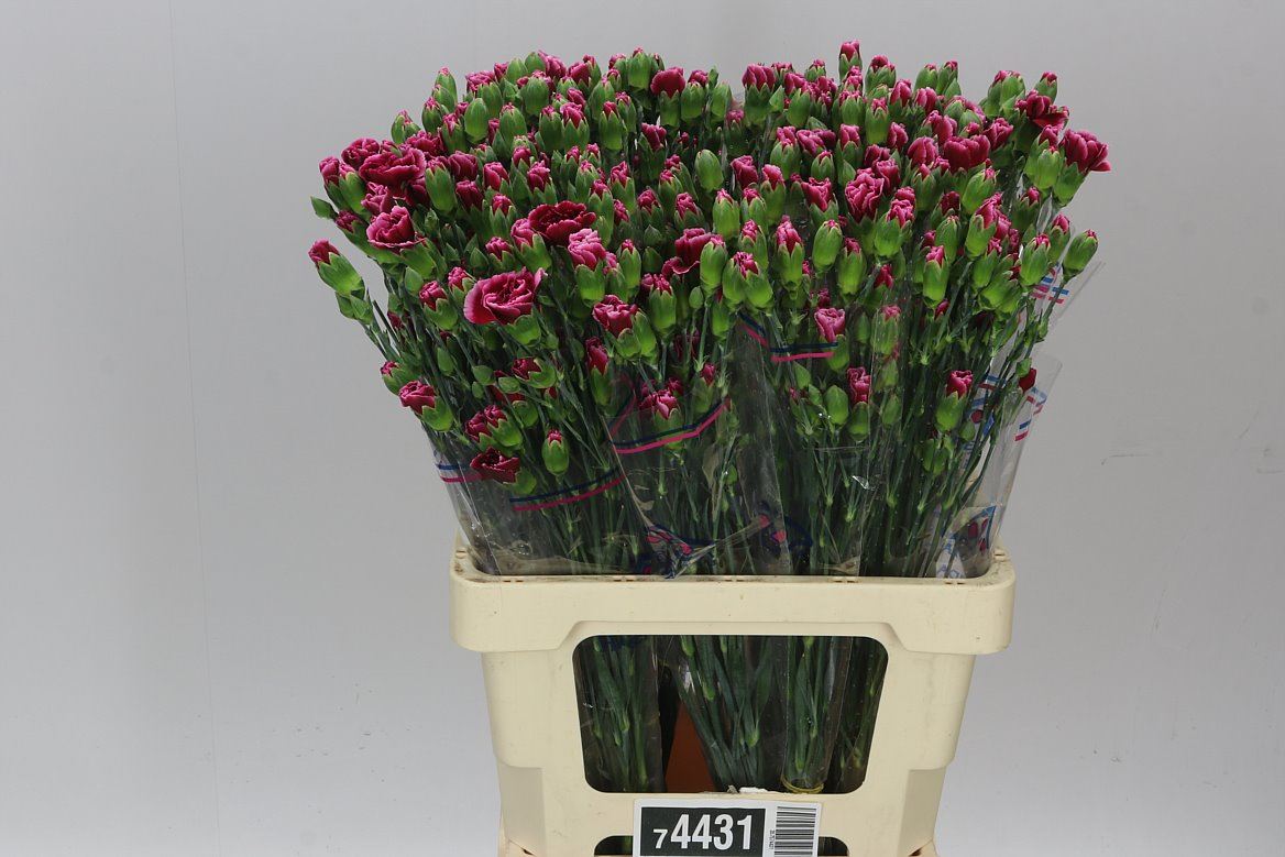 Carnation Spray