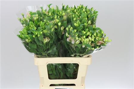 Alstroemeria