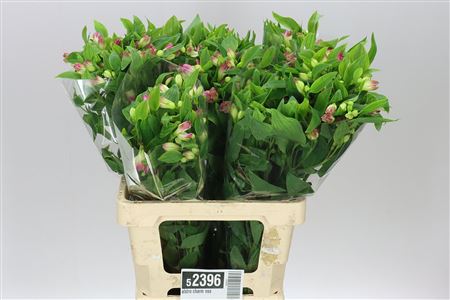 Alstroemeria