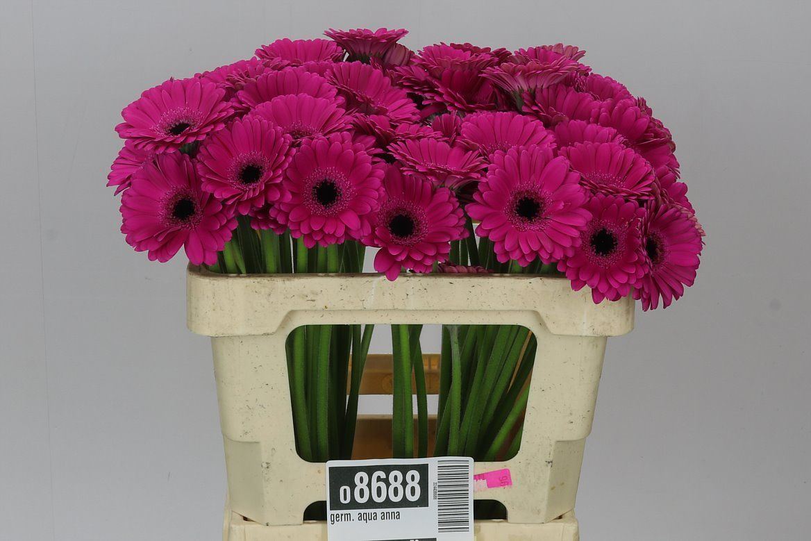 Gerbera/ Germini