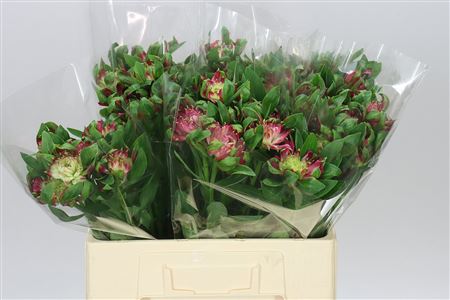 Alstroemeria